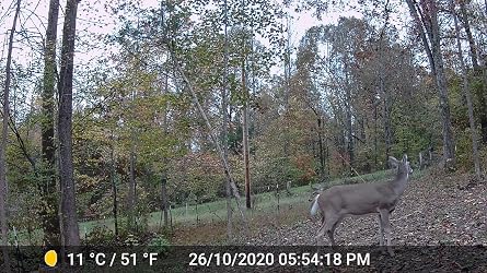 Amazon.com: 2-Pack No Glow Game & Deer Trail Cameras 32MP 1296P H.264 ...