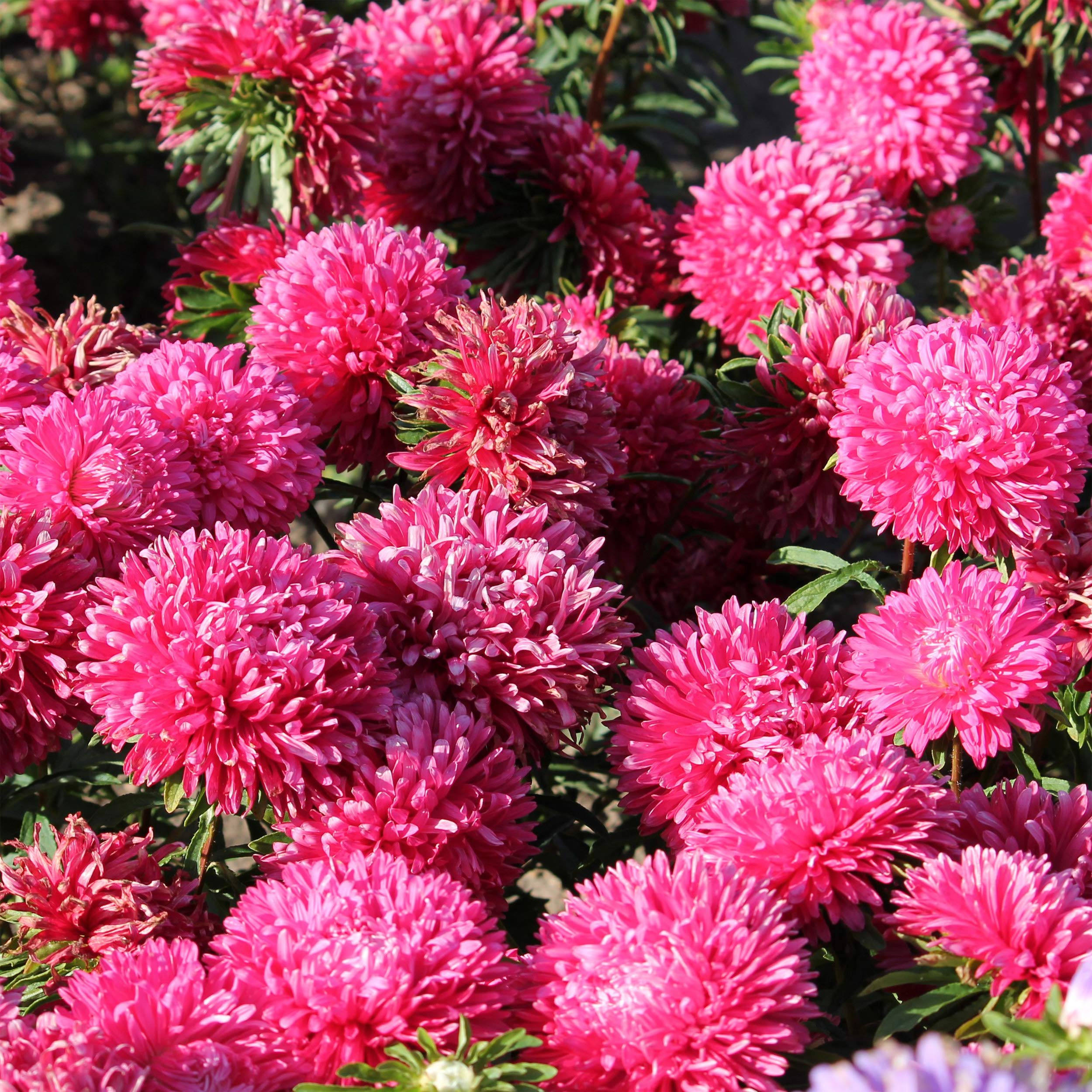 Amazon.com : Outsidepride 1000 Seeds Annual Callistephus Dark Rose Tall ...