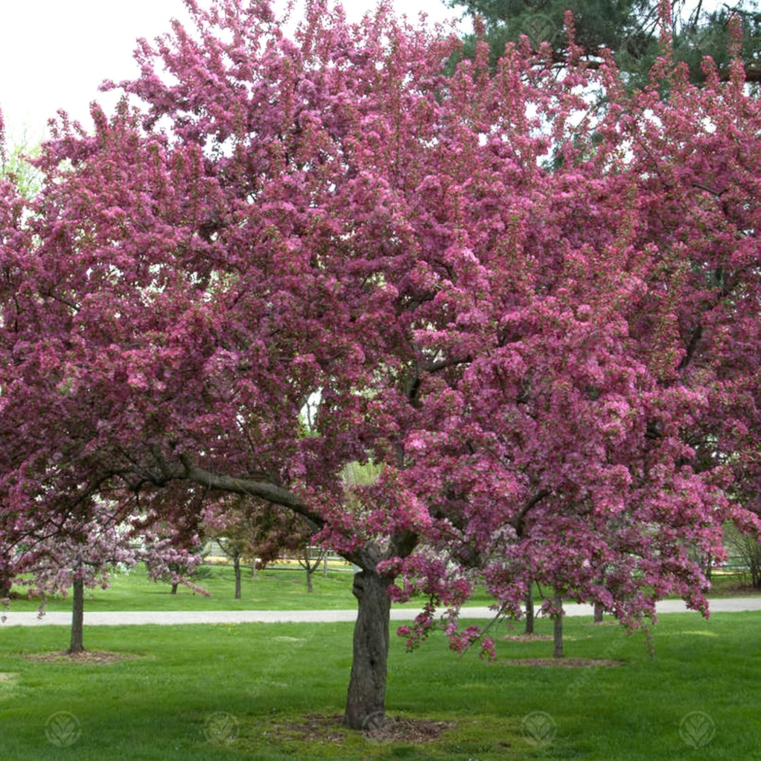 Malus 'Indian Magic' | Crab Apple | Ornamental Garden Tree | 5-6ft ...