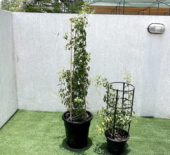 Jasminum Grandiflora 0.8–1.5m | Jasmine Climber | Greensouq Outdoor ...
