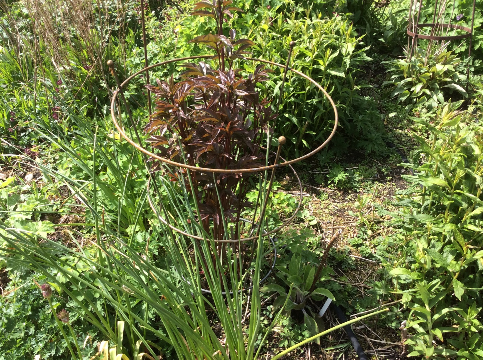 GAP GARDEN PRODUCTS Metal Large Peony Plant Support (pack of 2) Bare ...