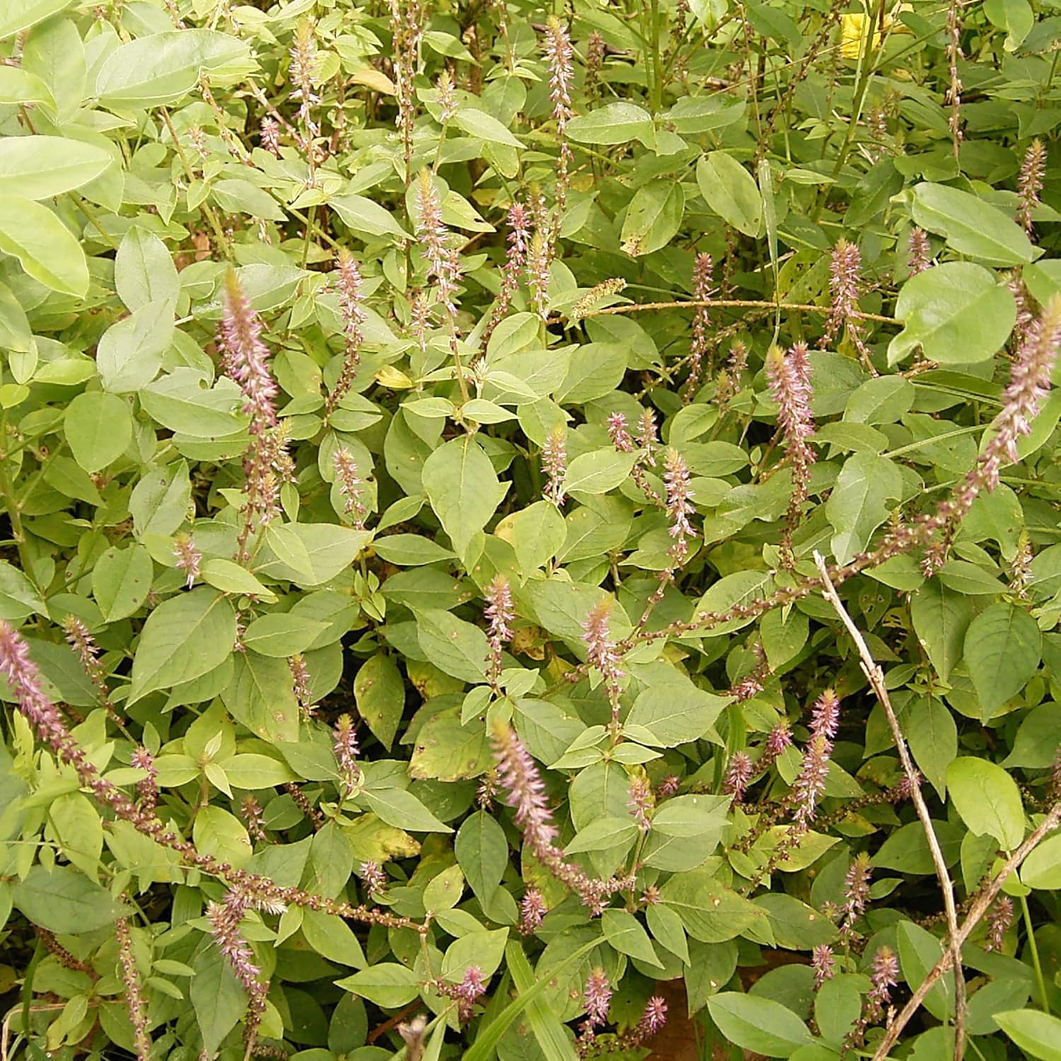 Amazon.com : YEGAOL Garden 100Pcs Achyranthes Aspera Seeds Prickly ...