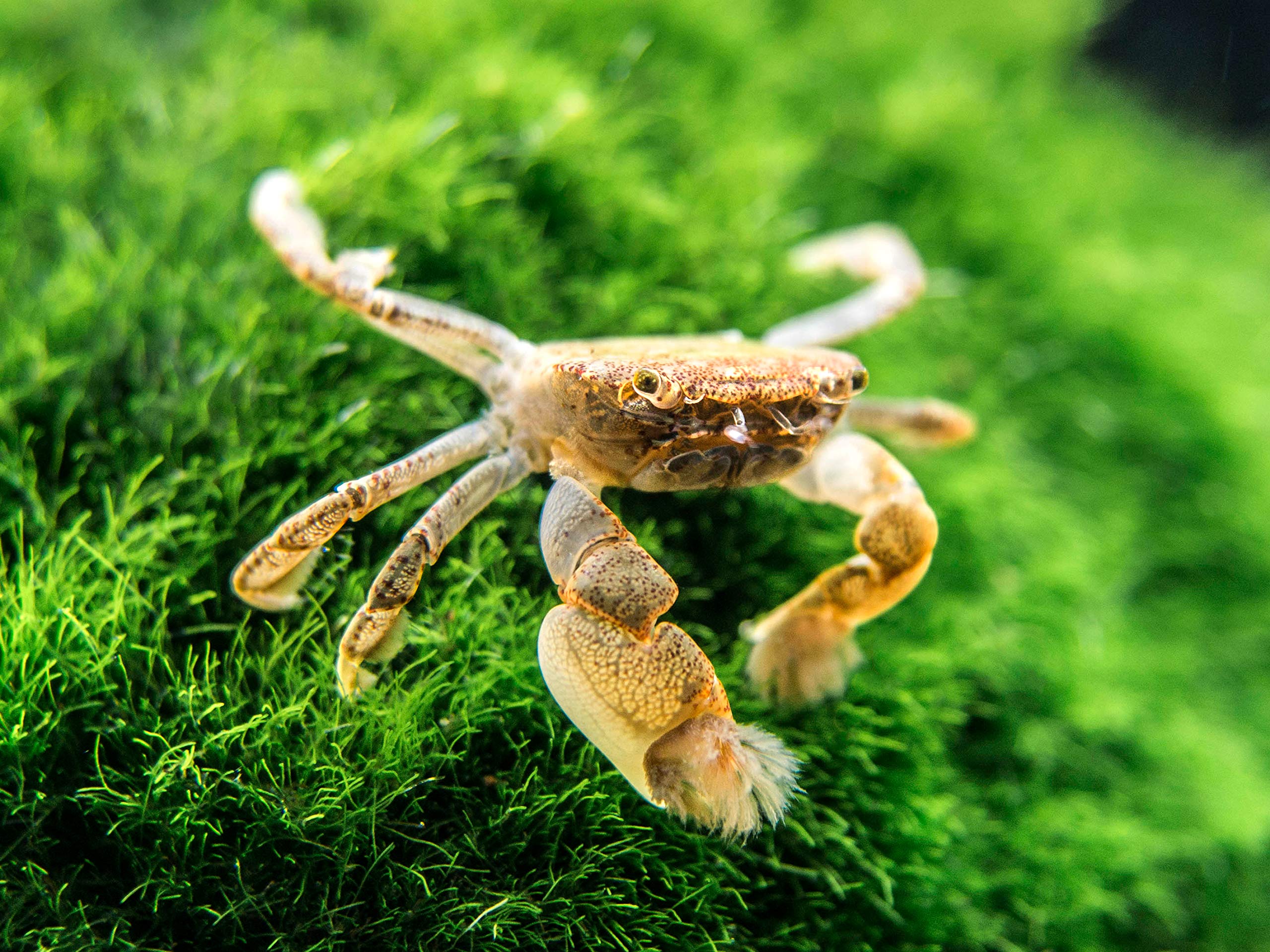 Buy Aquatic Arts 1 Live Freshwater Pom Pom Crab Real Living Nano