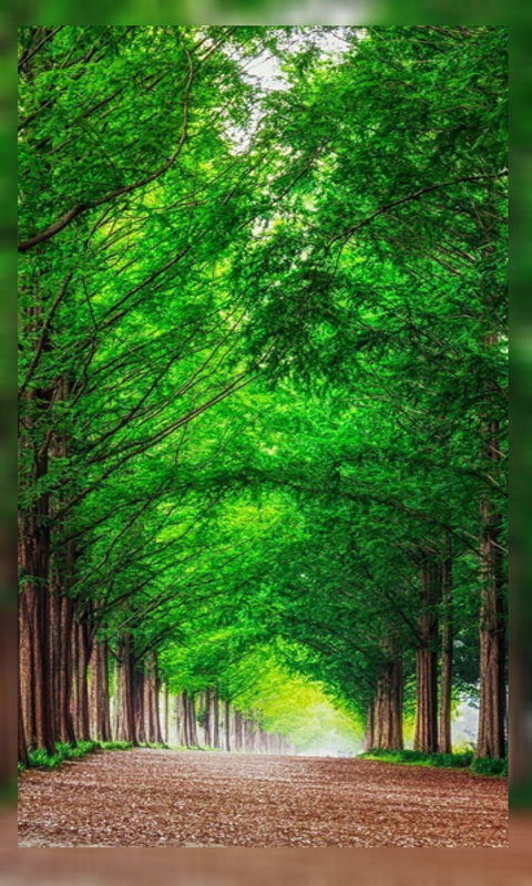 4K Tree Wallpaper - Aplicativo na Amazon Appstore