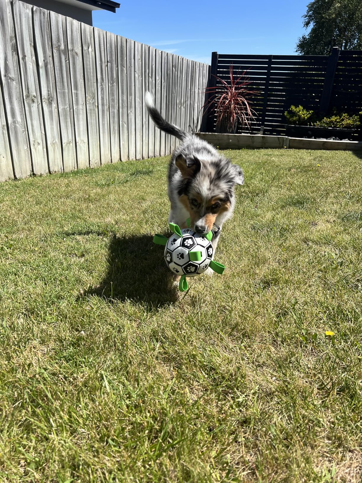 Dog Paw Nail Scratch Pad - Pet Nail File Board Trimming Scratcher ...