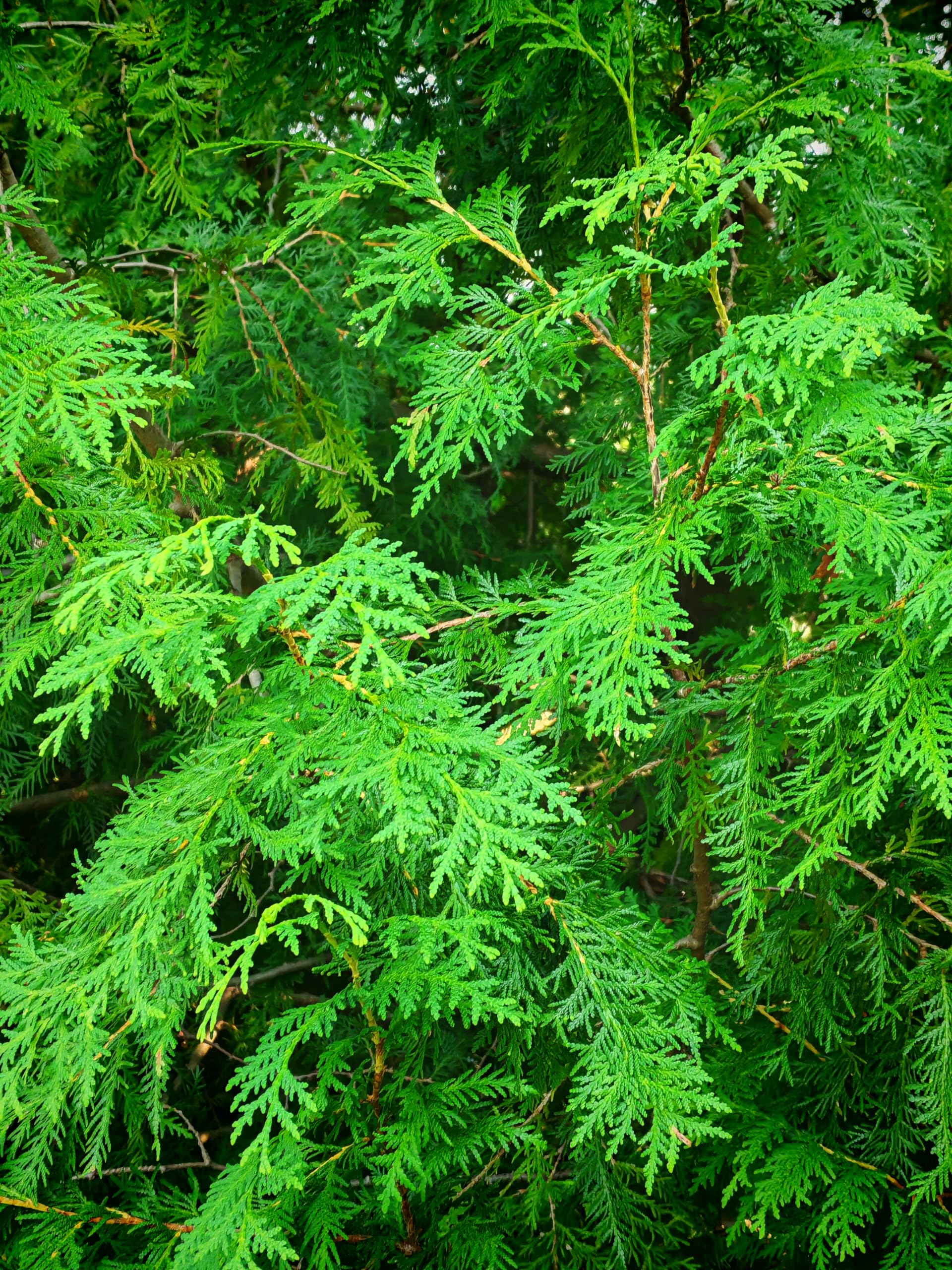 Hundredfold Eastern White Cedar 20 Seeds - Thuja occidentalis Northern ...