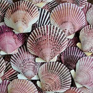 Amazon.com: Large Natural Scallop Shells Colorful Sea Shells for ...