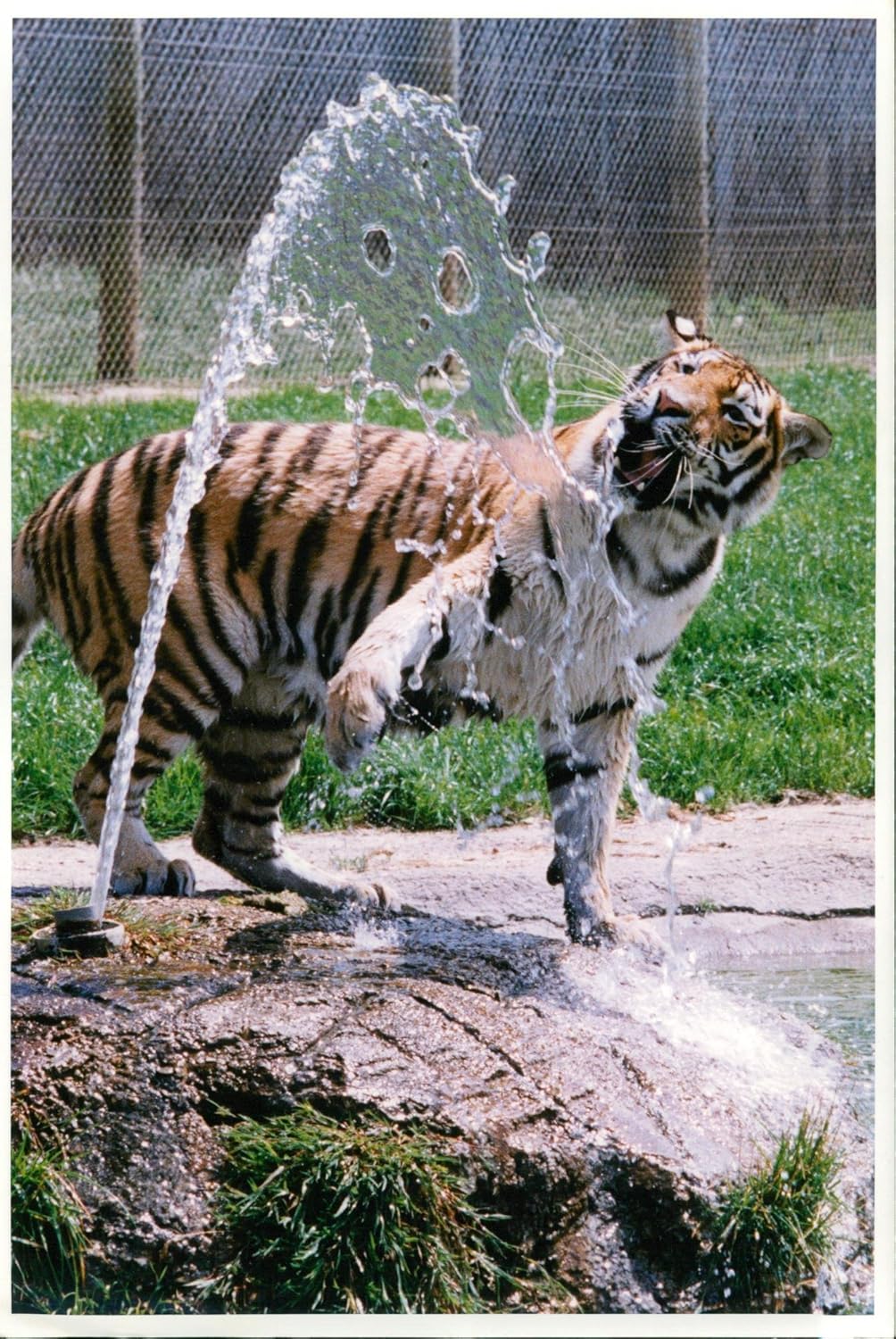 Amazon.com: Vintage photo of Tiger Animal, Howletts Zoo Park in Kent ...