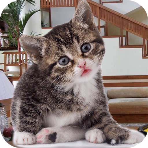 Cat Simulator - App on Amazon Appstore