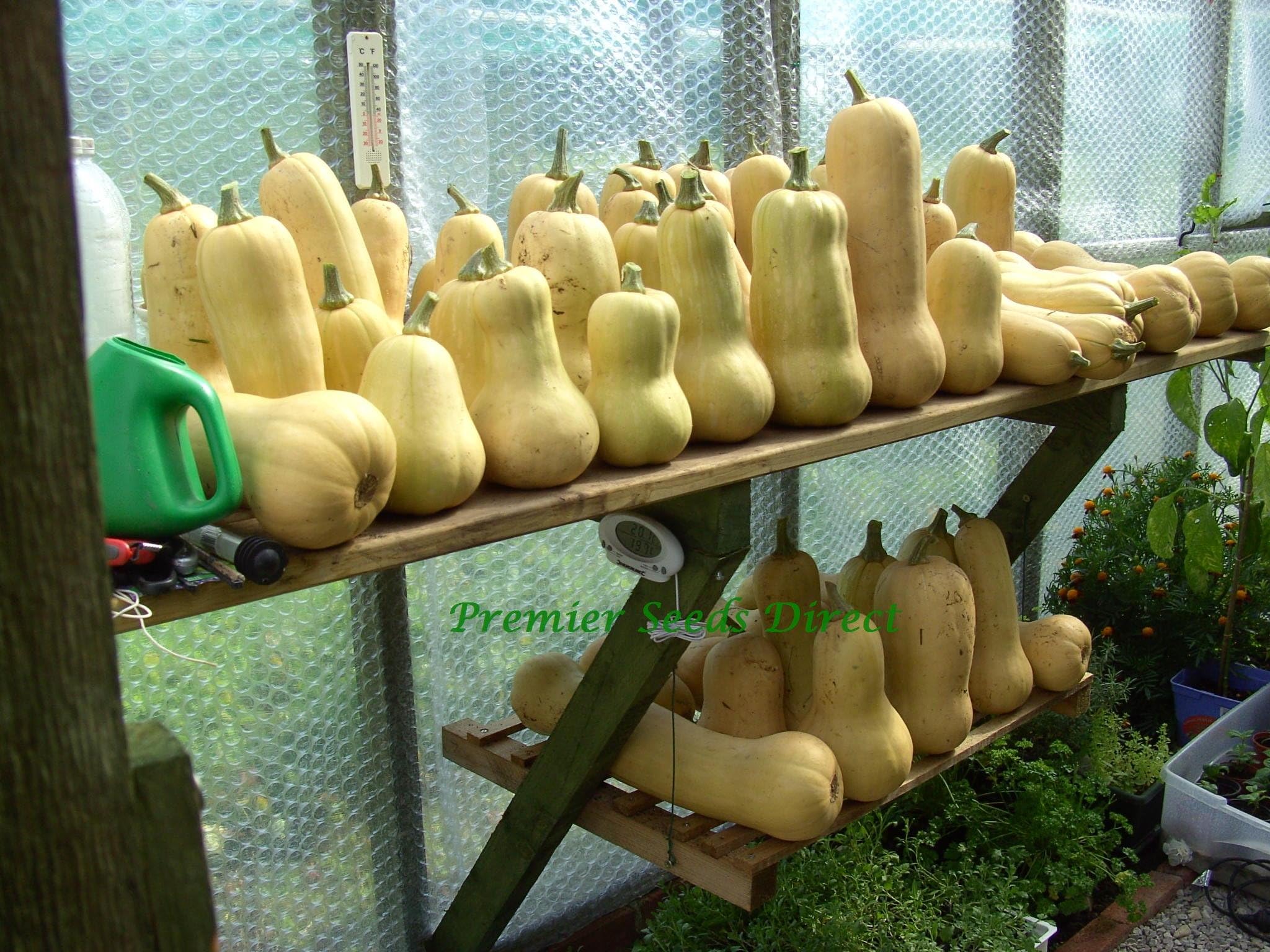 Premier Seeds Direct Squash - Butternut - Hunter F1-20 Seeds : Amazon ...