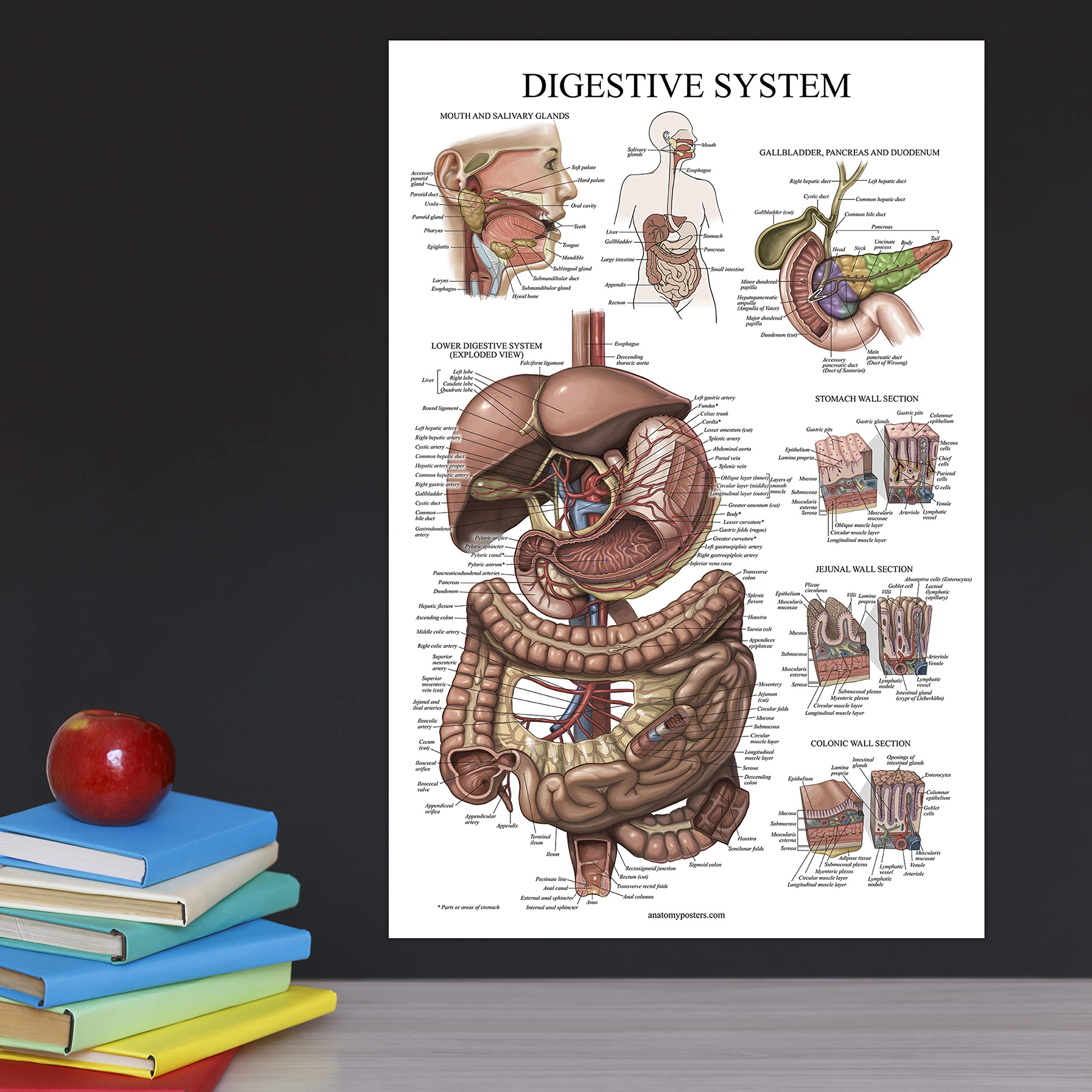 Gastrointestinal Anatomy Posters