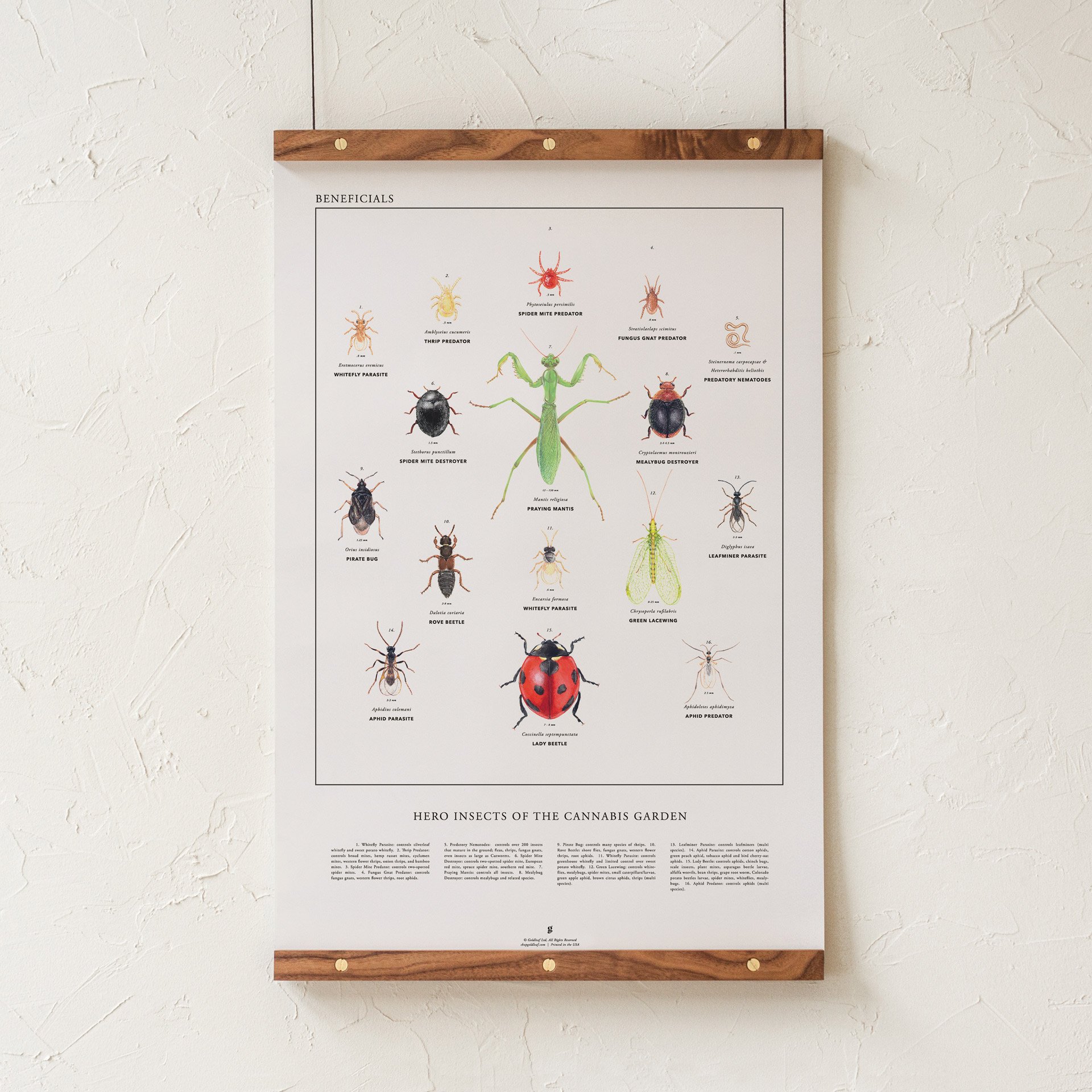 Beneficial Insects Poster