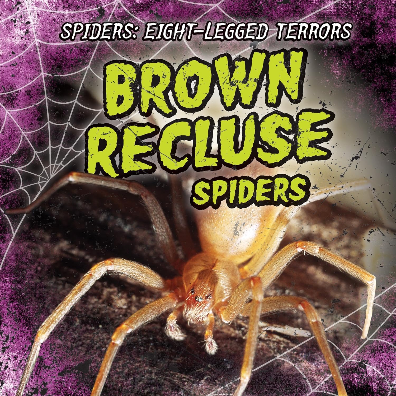 Brown Recluse Spiders : Buy Online at Best Price in KSA - Souq is now ...