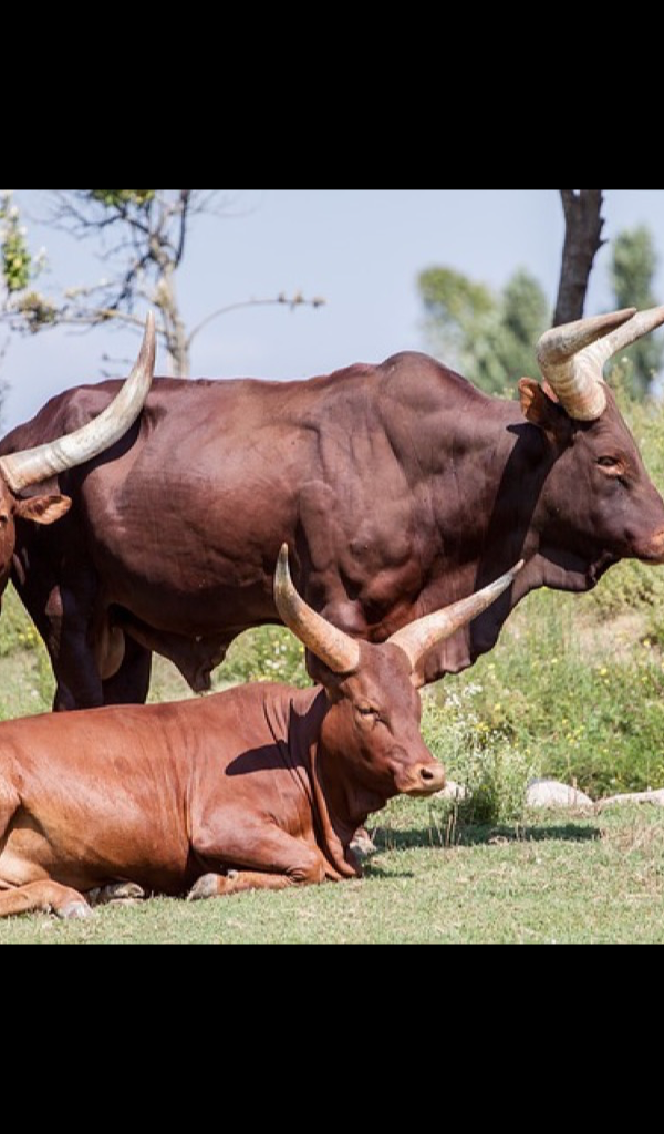 Bull Cow Wallpaper -- HD Wallpapers of Bull Cows! - Amazon 應用程式商店上的應用程式
