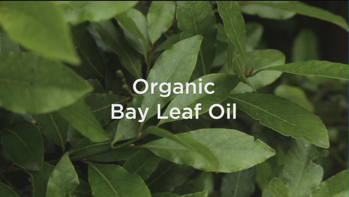 Watch Bay Leaf Organic Essential Oil - Top 3 Benefits on Amazon Live