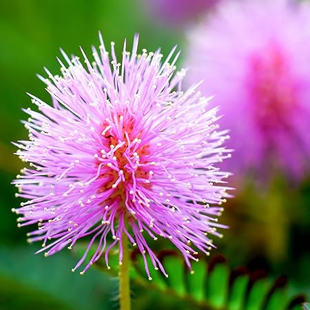Amazon.com : Sensitive Plant Seeds for Planting - Exotic Flower Seeds ...