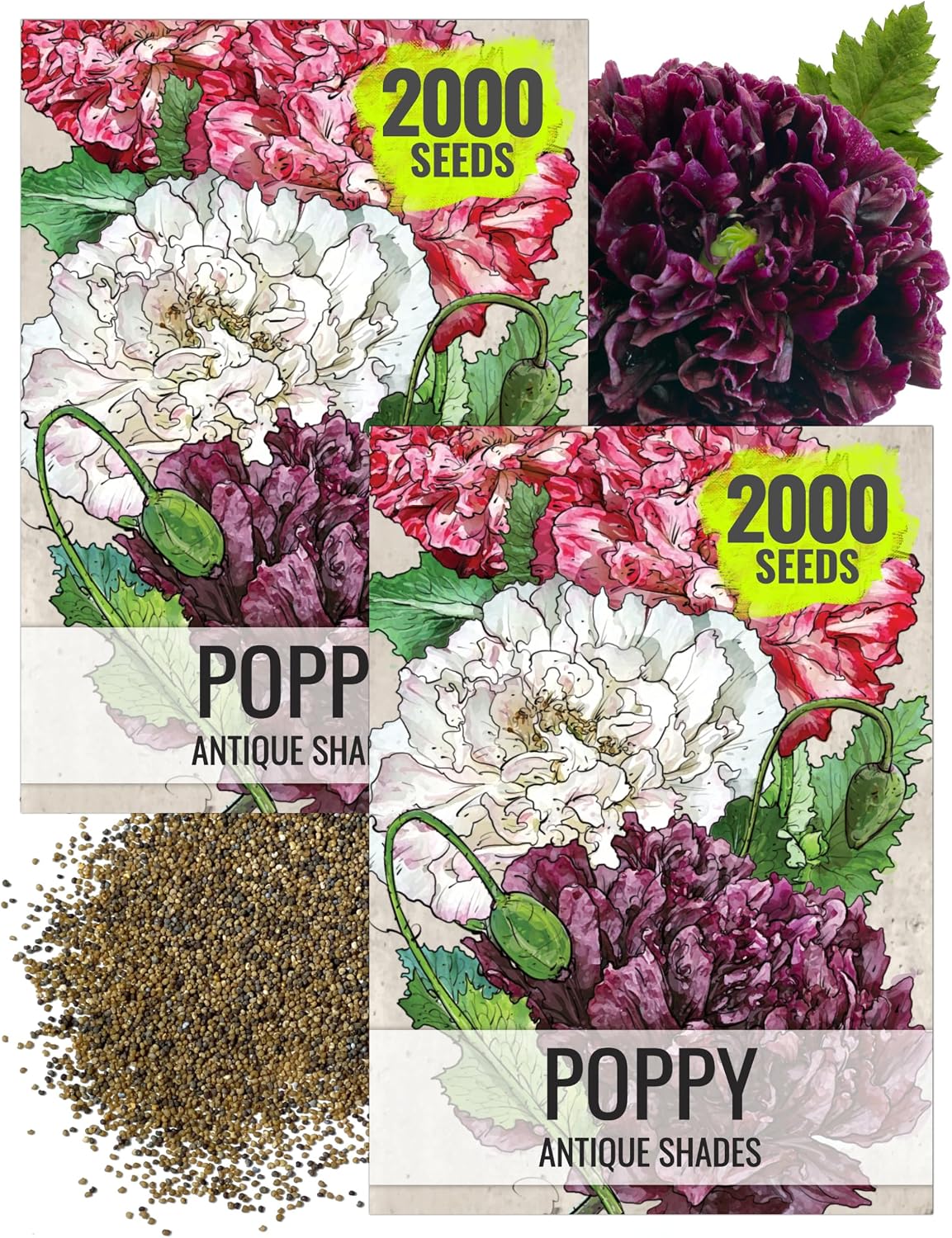 Amazon.com : Seed Needs, Antique Shades Peony Poppy Seeds - 5,000 ...