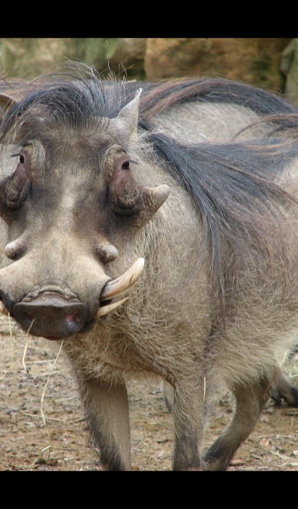 warthog Wallpaper -- HD Wallpapers of warthogs! - App on Amazon Appstore