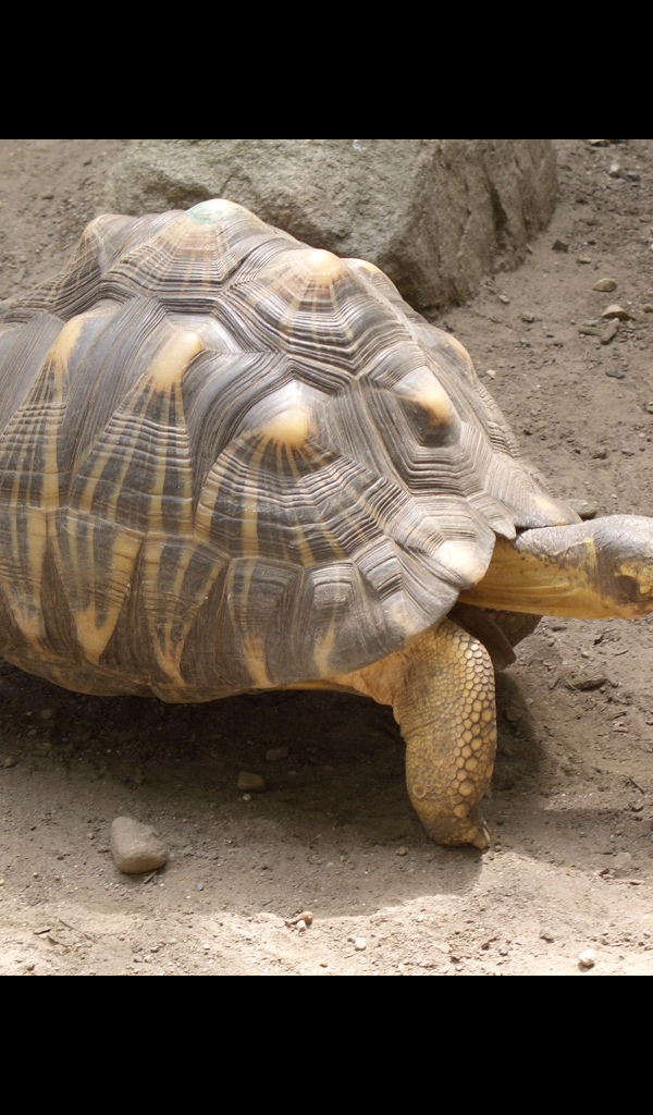 tortoise Wallpaper -- HD Wallpapers of tortoise!:Amazon.de:Appstore for Android