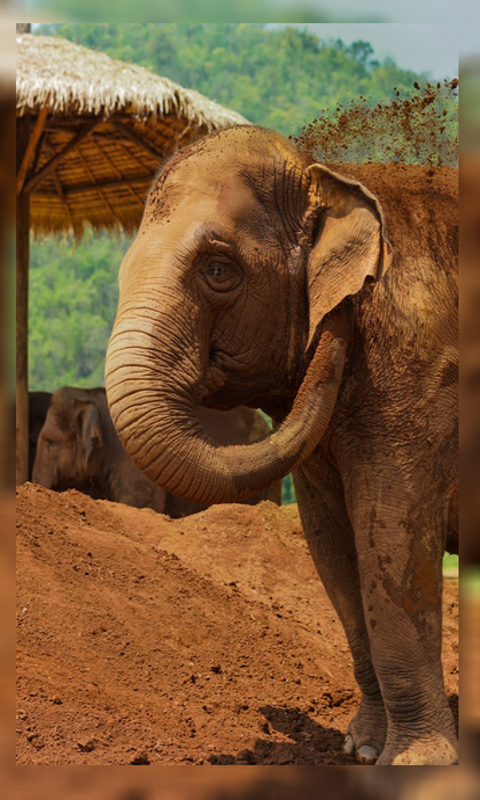 4K Elephant Wallpapers - App on Amazon Appstore
