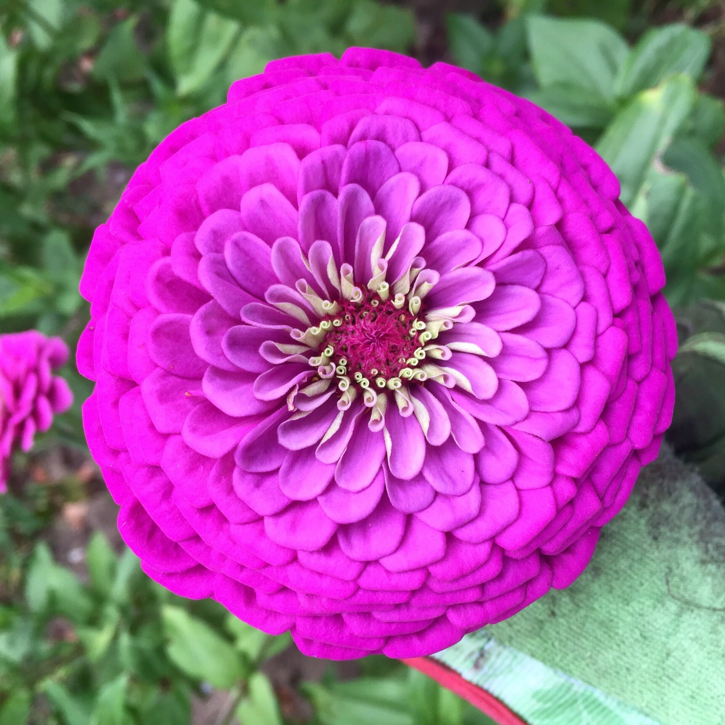 Amazon.com : New Zinnia Flower Seeds Blue 50pcs Generic : Patio, Lawn ...