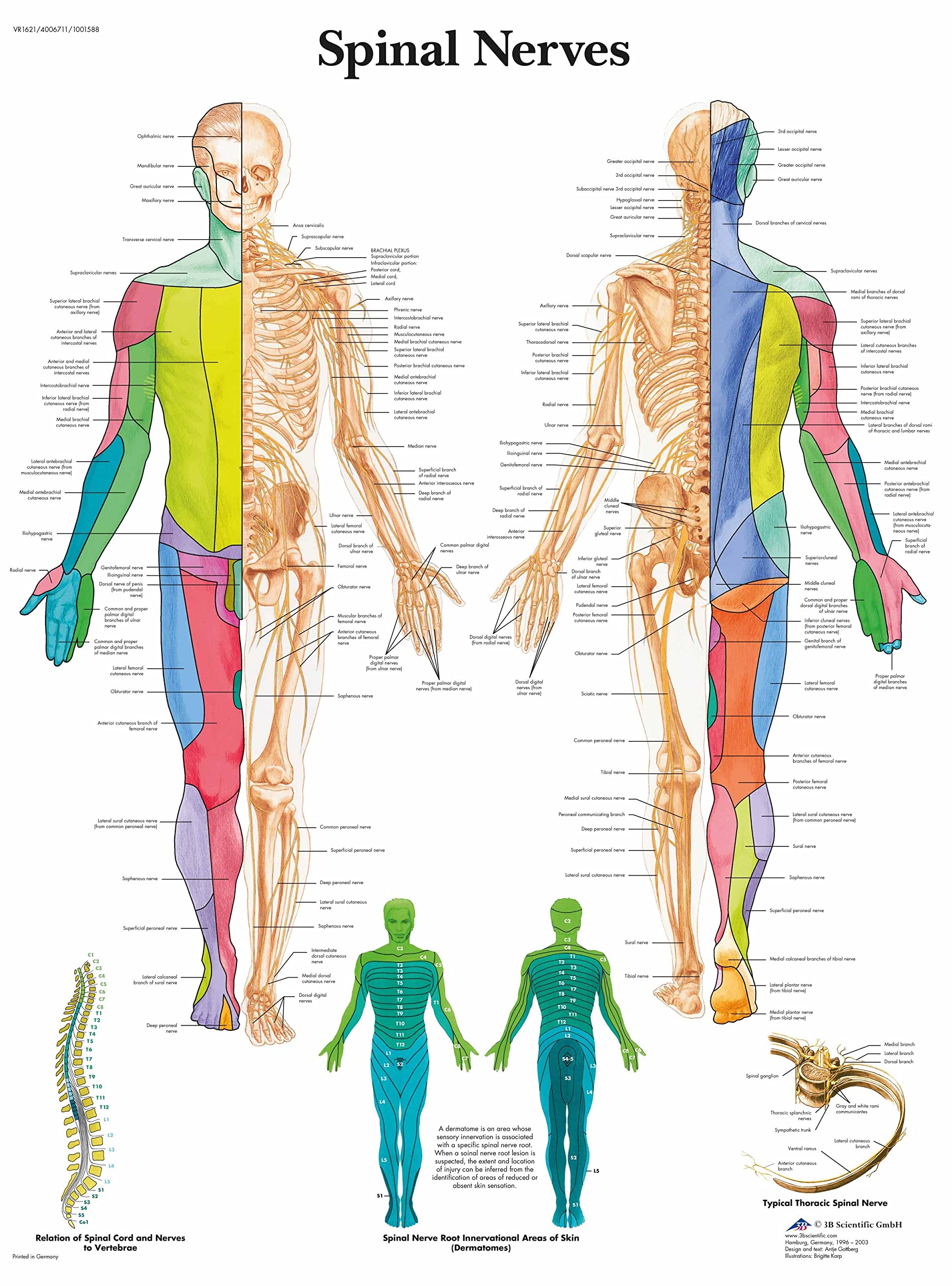 Croquis Du Corps Humain Complet