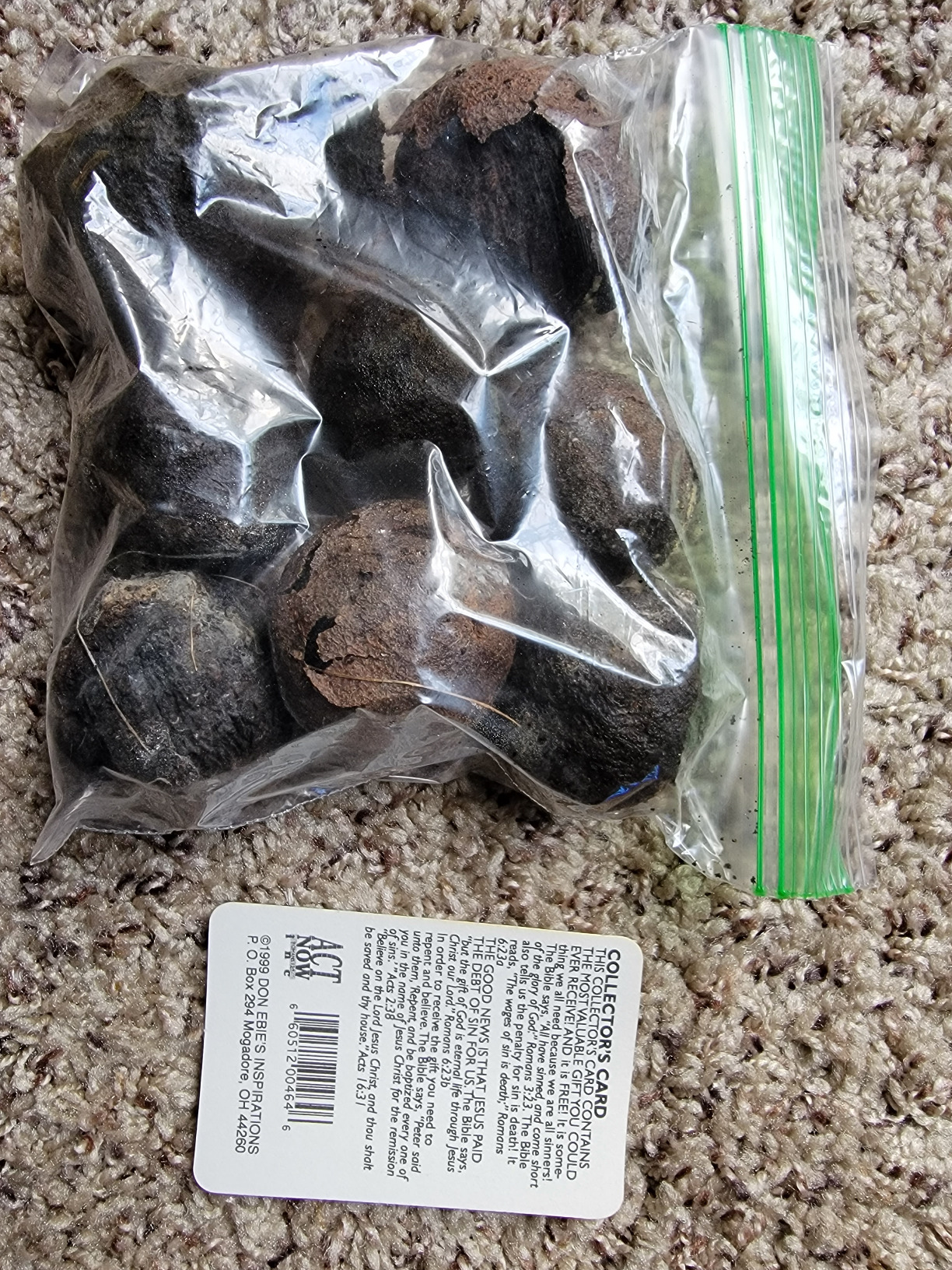 Amazon.com: (5) Black Walnut Tree Seeds , Juglans Nigra - Northern ...