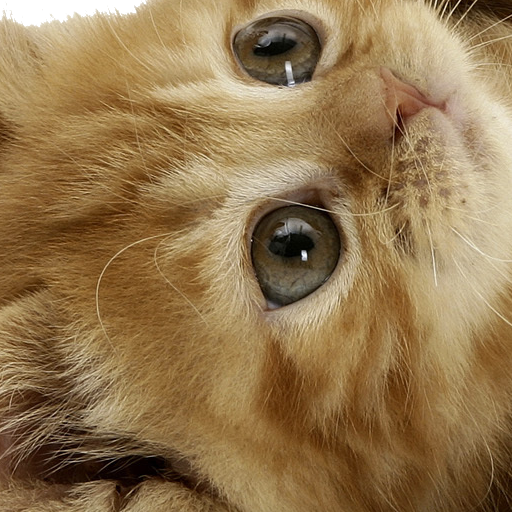 shoot cats - App on Amazon Appstore