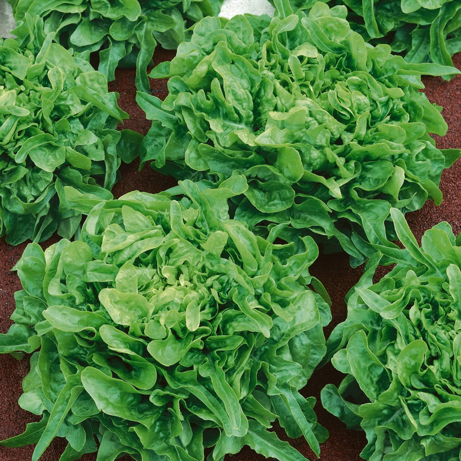 Amazon.com : Organic Sandy Leaf Lettuce Seeds - 1 g Packet ~893 Seeds ...