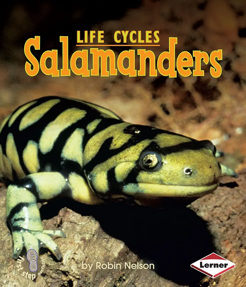 The Lifecycle Of Salamanders: What They Transform Into | PetShun