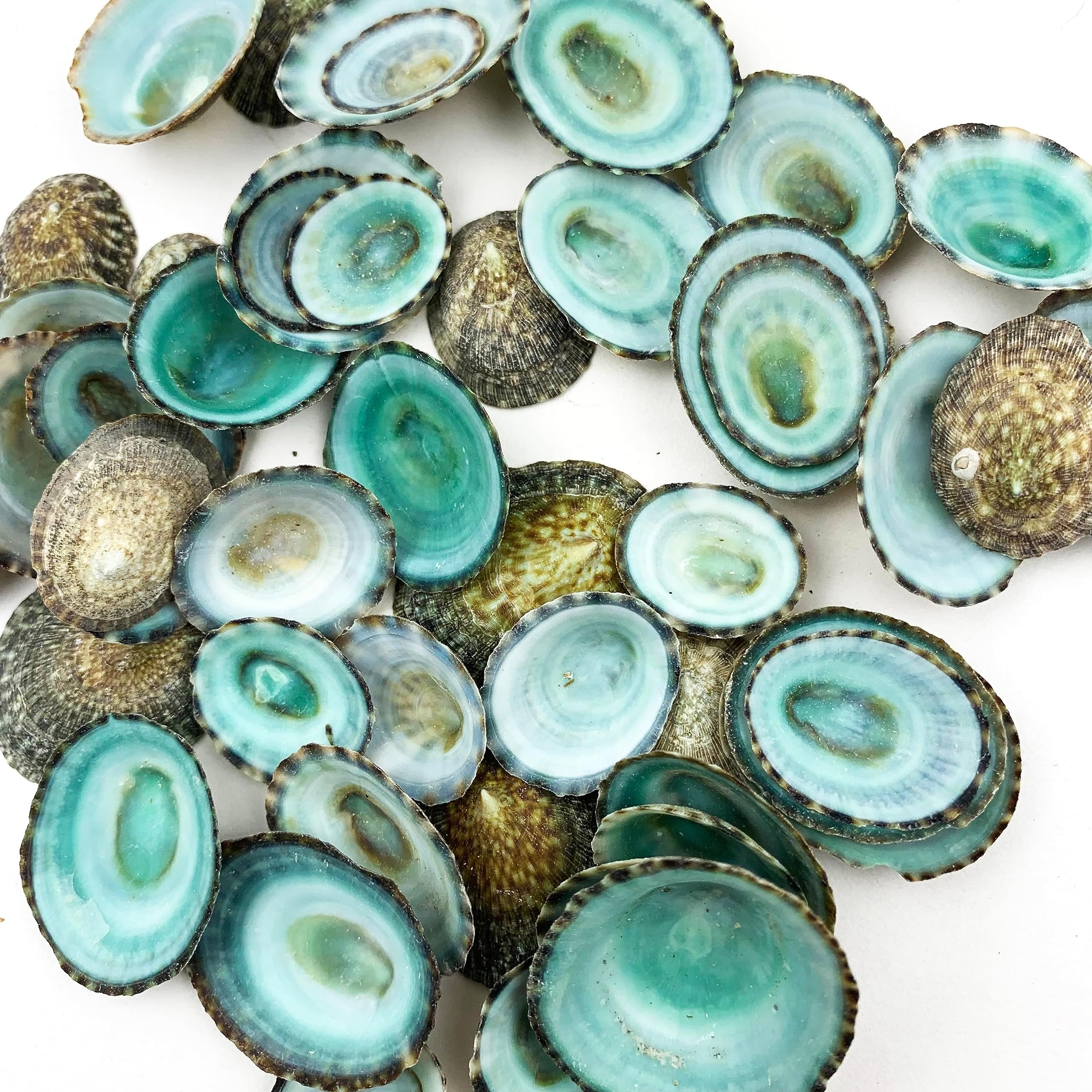 Amazon.com: Worlds Green Limpets Sea Shells for Home Decorations,Party ...