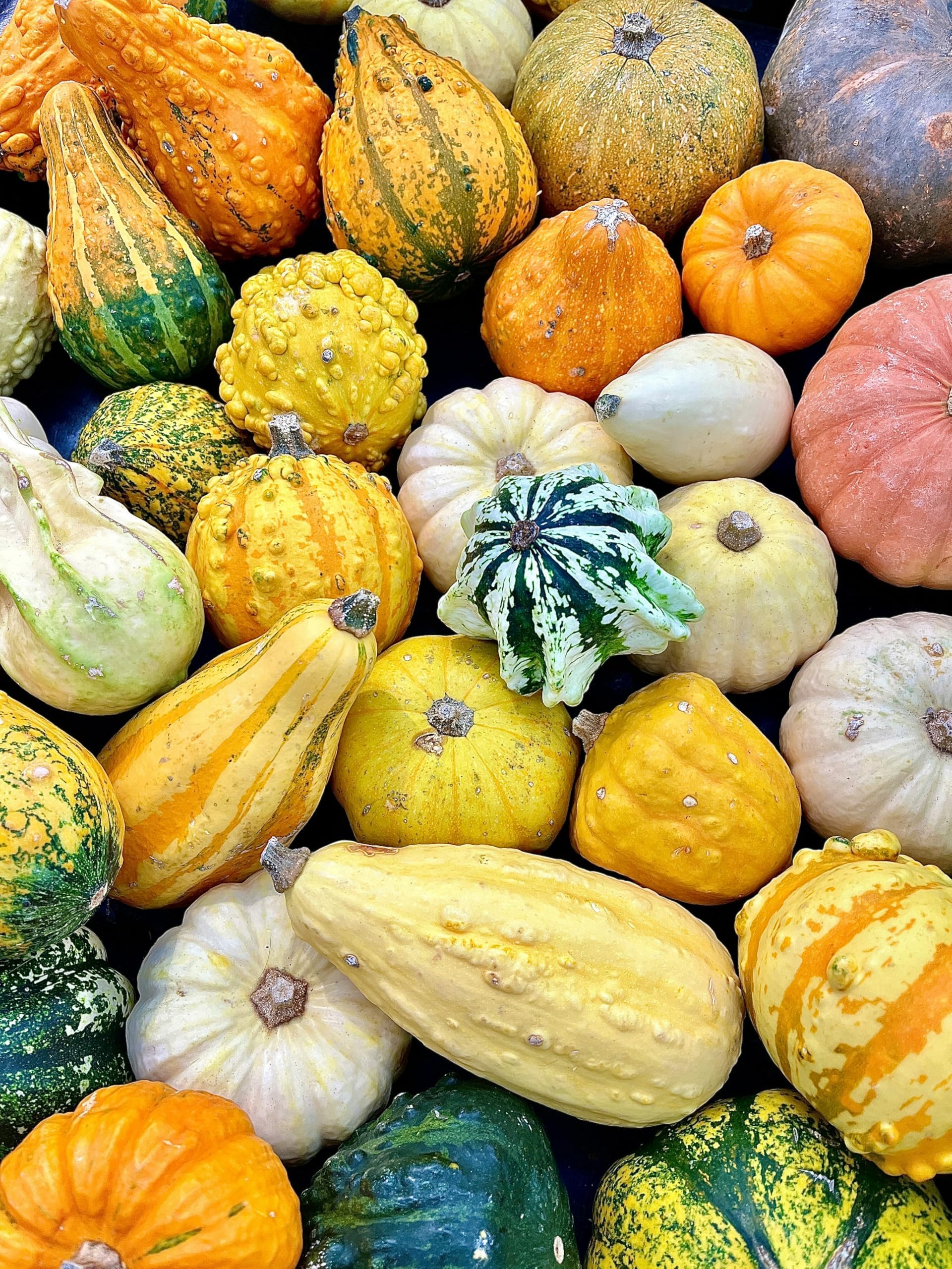 Amazon.com : “Monster Mix” Gourd Mix Seeds – A dozen different ...