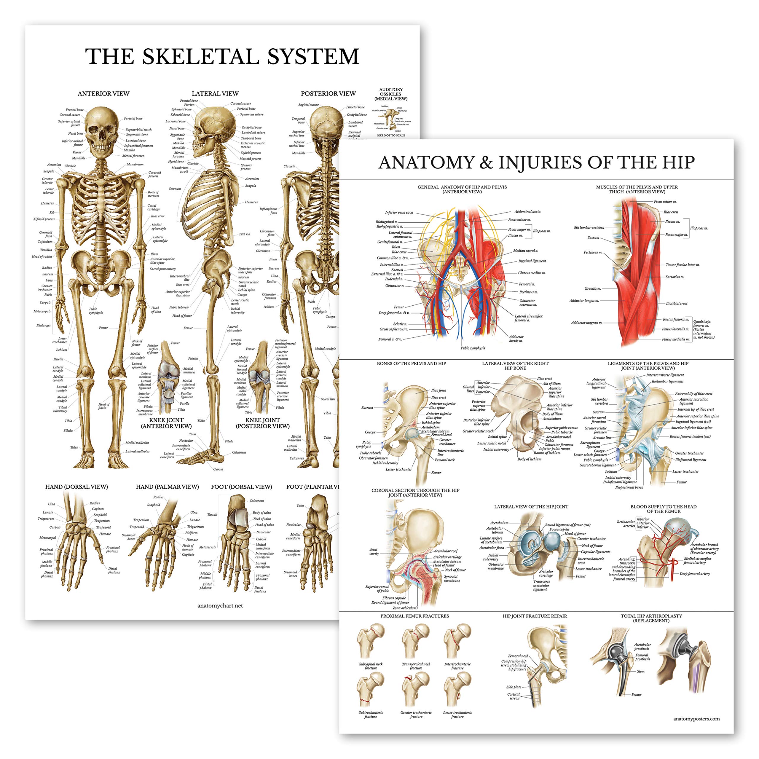 Buy 2 Pack - Skeletal System Anatomical + Anatomy & Injuries of The Hip ...