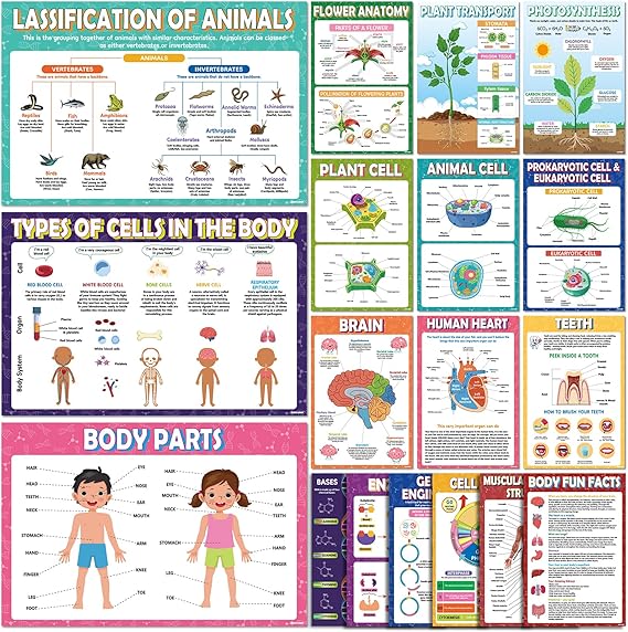 Amazon.com: KIDS KING 18 Biology Posters for Classroom, 11x17 Inch ...