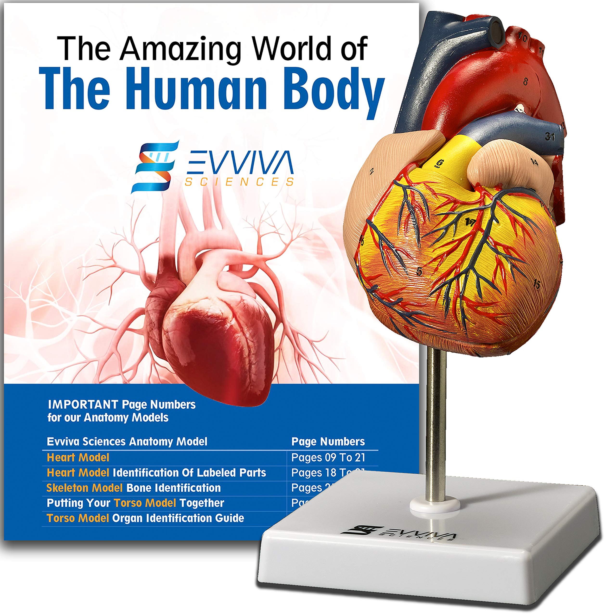Evviva Sciences Human Heart Anatomy Model Best Hands On 3d | Desertcart ...