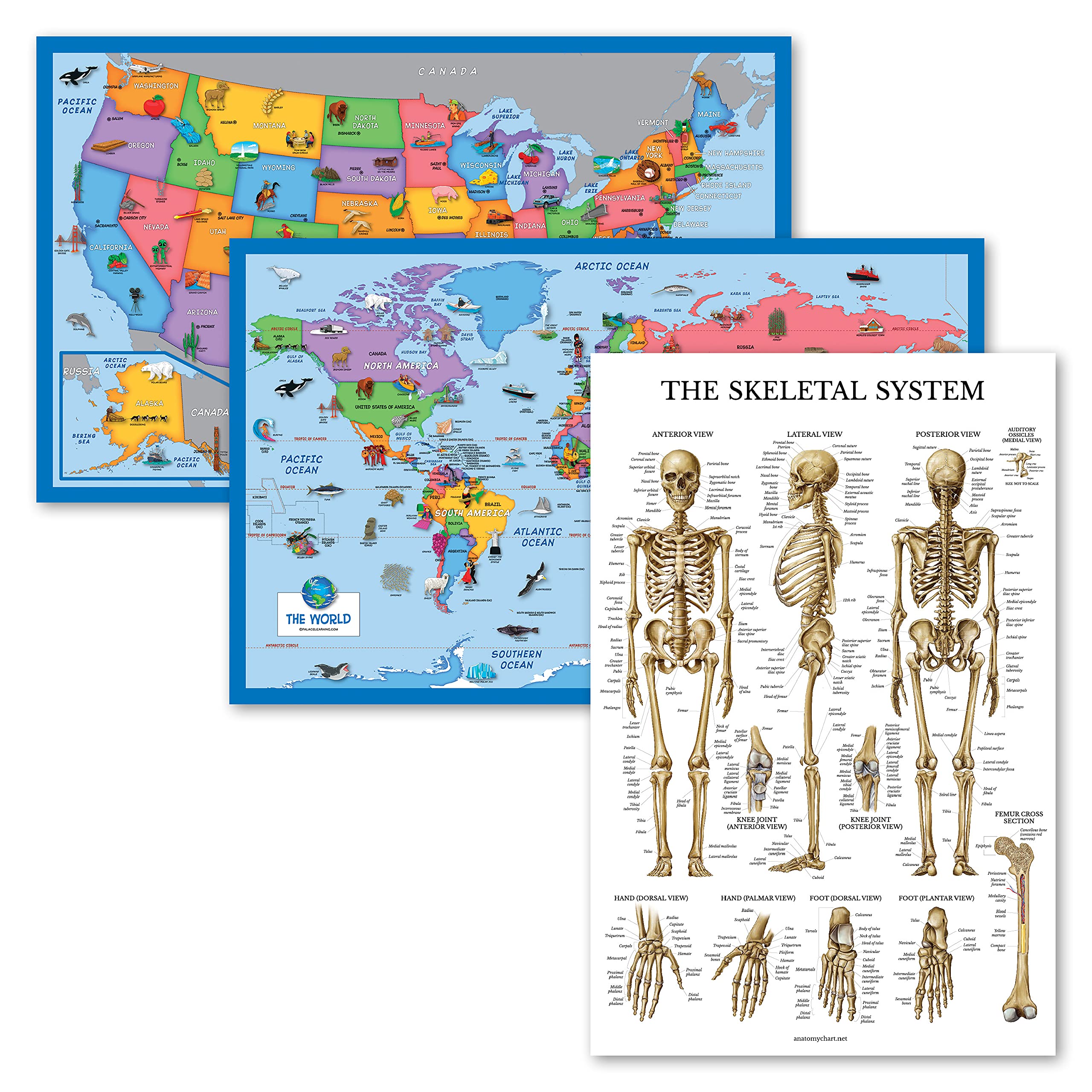 Buy 3 Pack - Illustrated World & USA for Kids + Skeletal System Anatomy ...