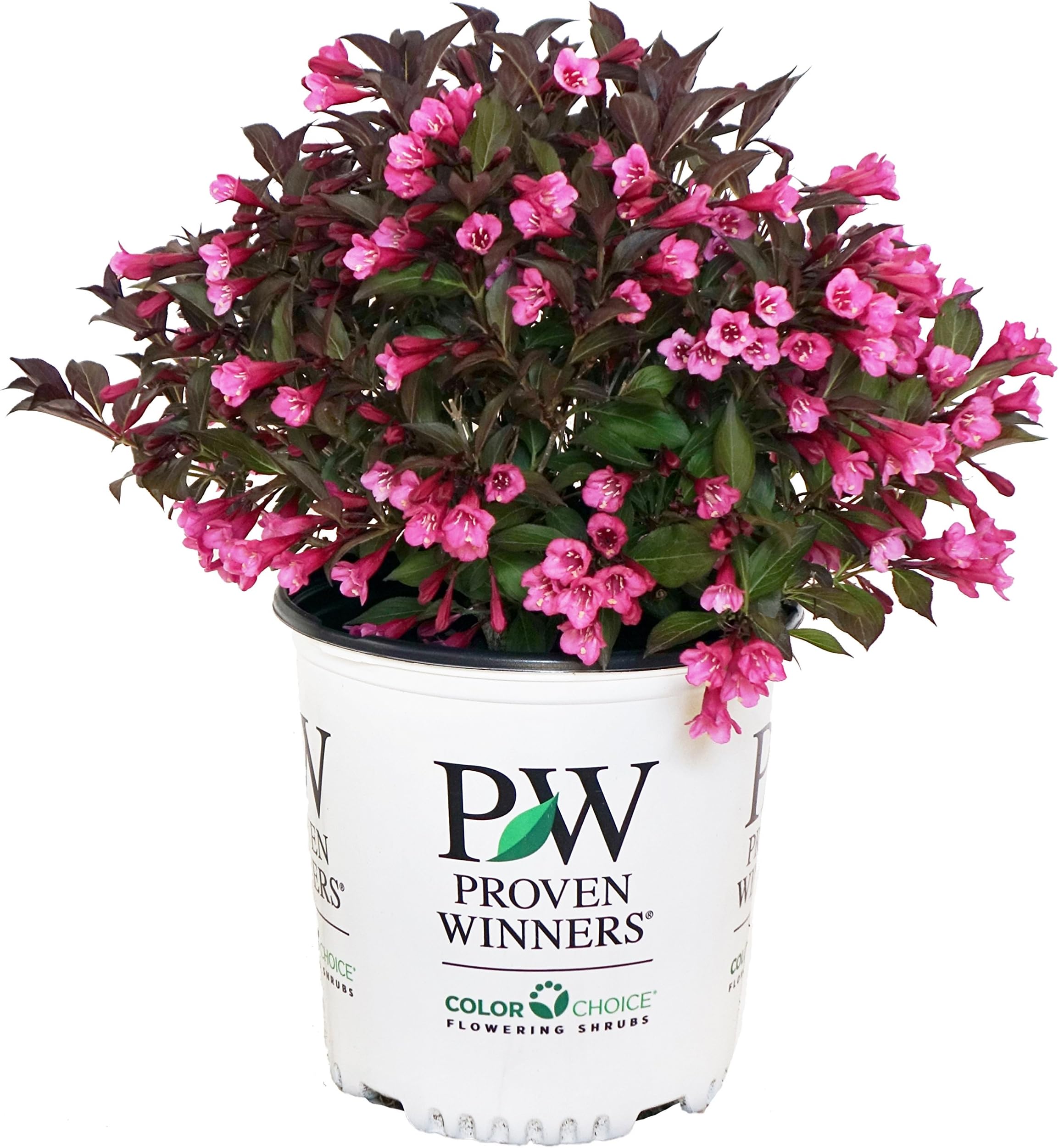 Amazon.com : Proven Winners - Weigela florida Wine & Roses (Weigela ...