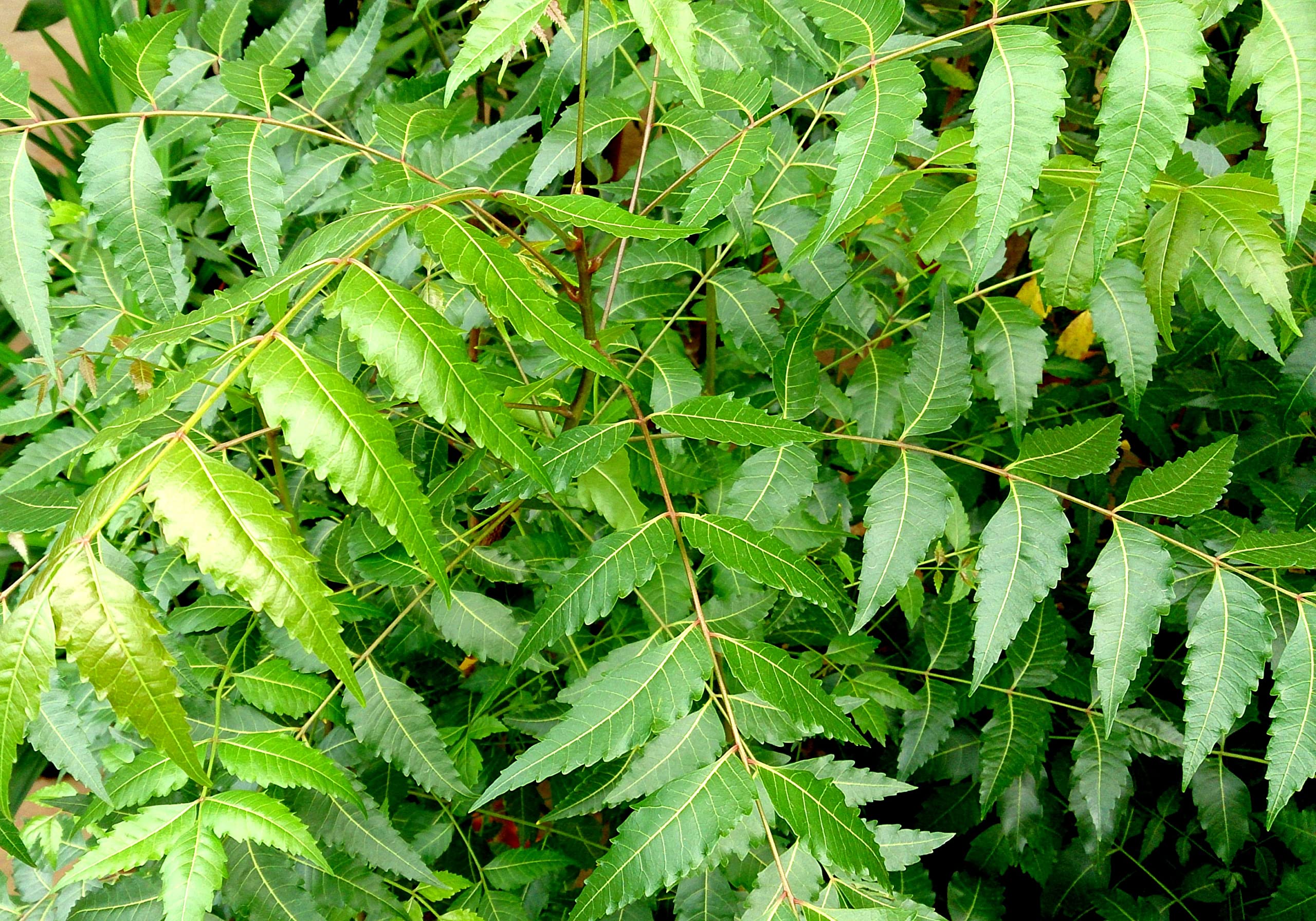 Neem Azadirachta Indica Uses And Benefits Dmr