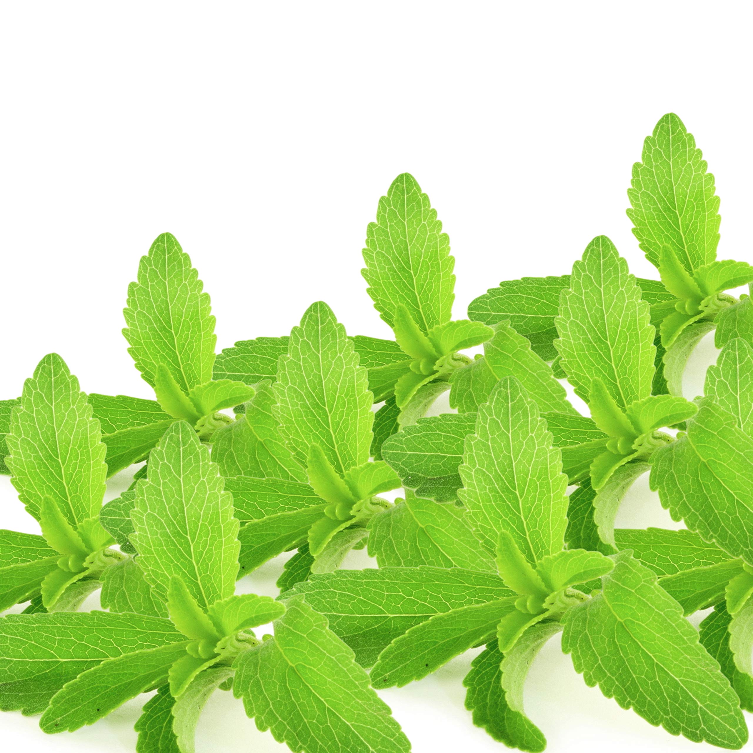 Amazon.com : Stevia : Patio, Lawn & Garden