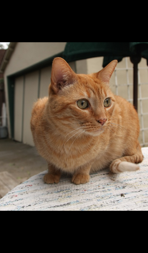 Orange Cat Wallpaper -- HD Wallpapers of Orange Cats! - App on Amazon ...