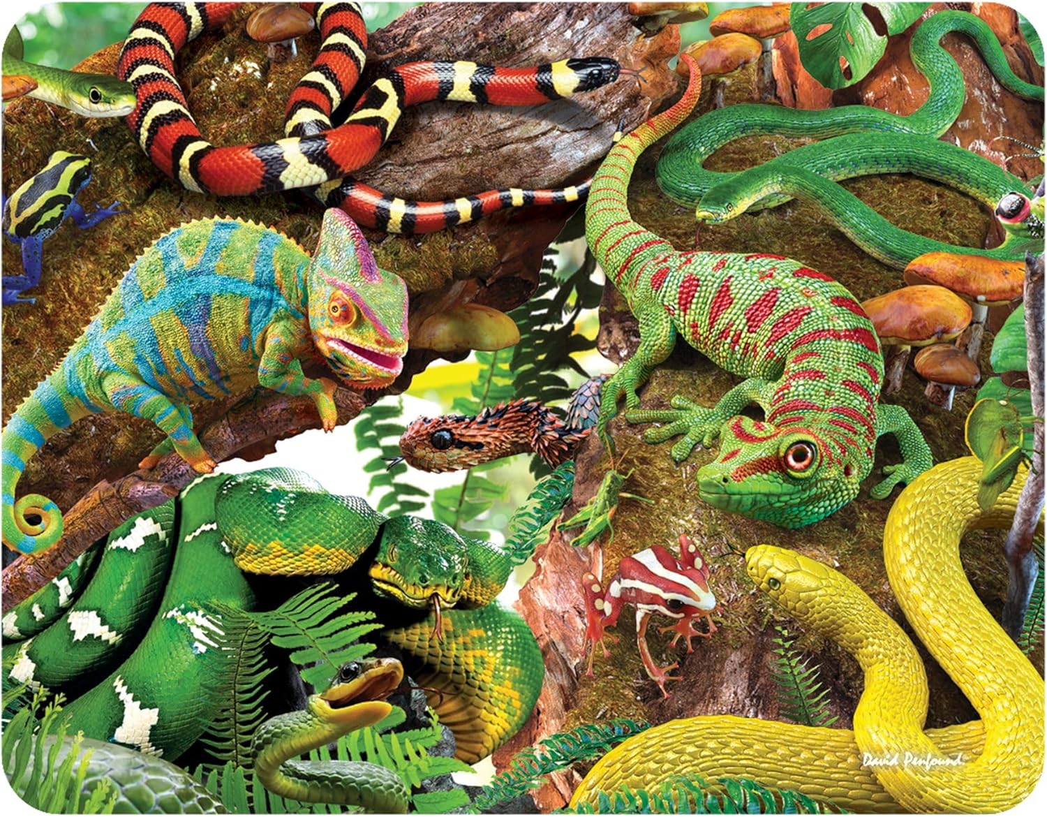 Amazon.com: 3D LiveLife Magnet - Curious Creatures from Deluxebase ...