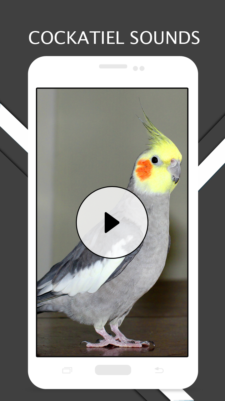Cockatiel Sounds And Ringtones - App on Amazon Appstore