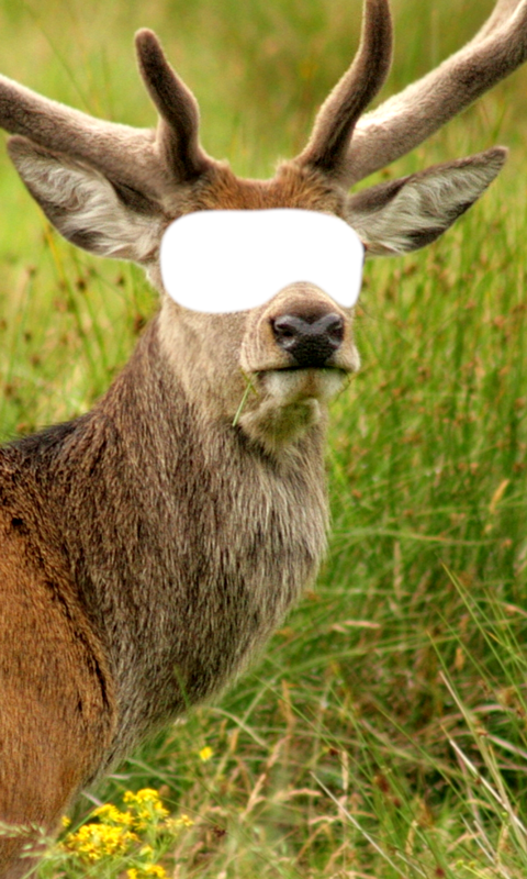 Animal Photo Montage - App on Amazon Appstore