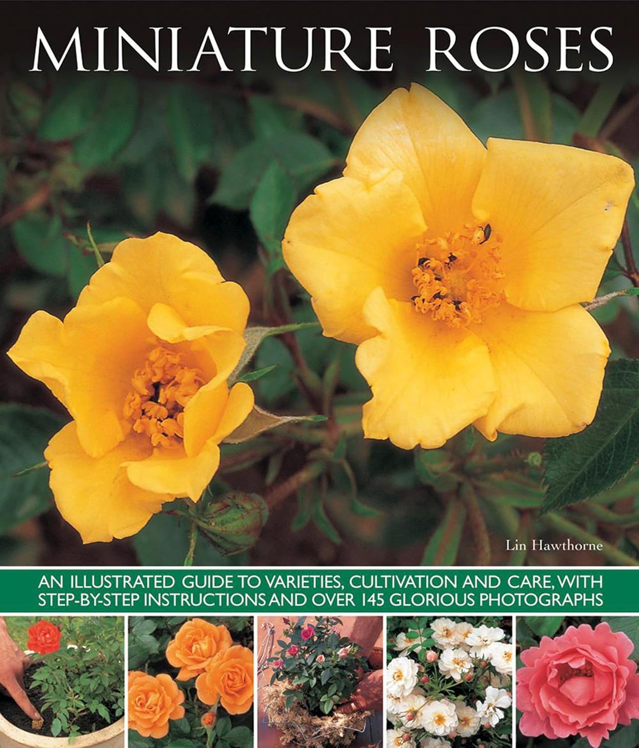 Miniature Roses: An Illustrated Guide To Varieties, Cultivation And ...