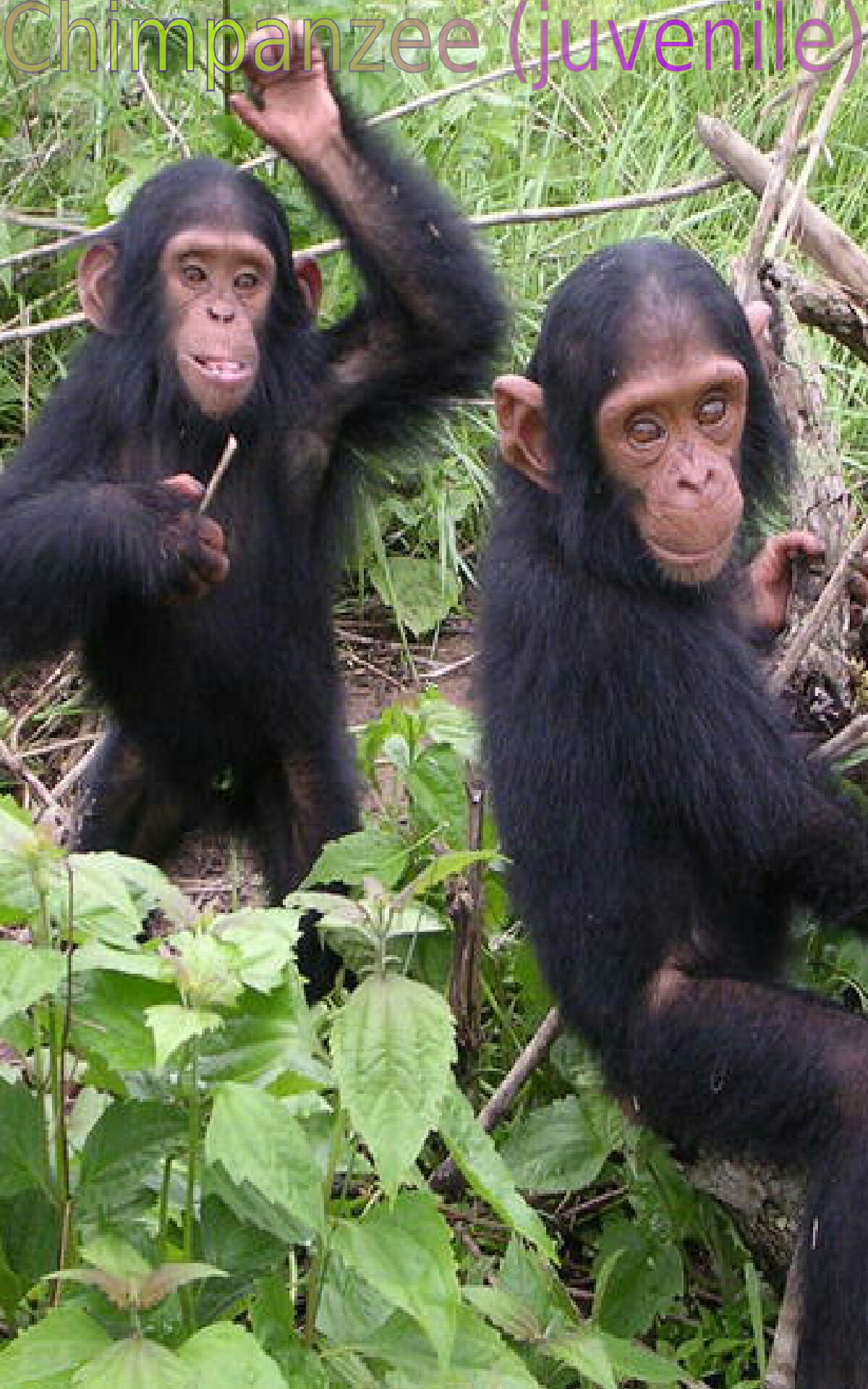 Amazing Apes 1 - App on Amazon Appstore