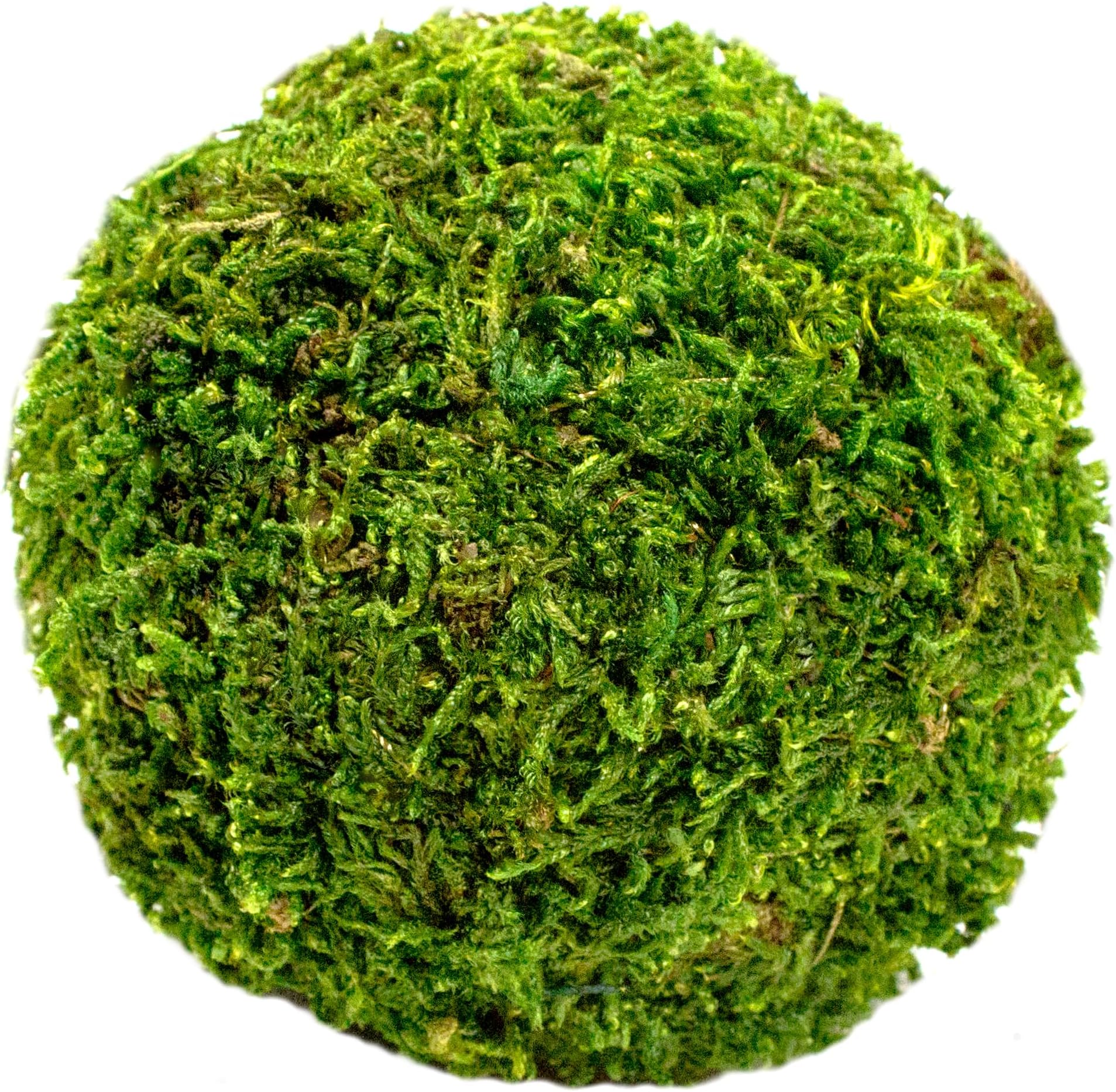 Amazon.com: SuperMoss (25441 Moss Balls Decorative Centerpiece Vase ...