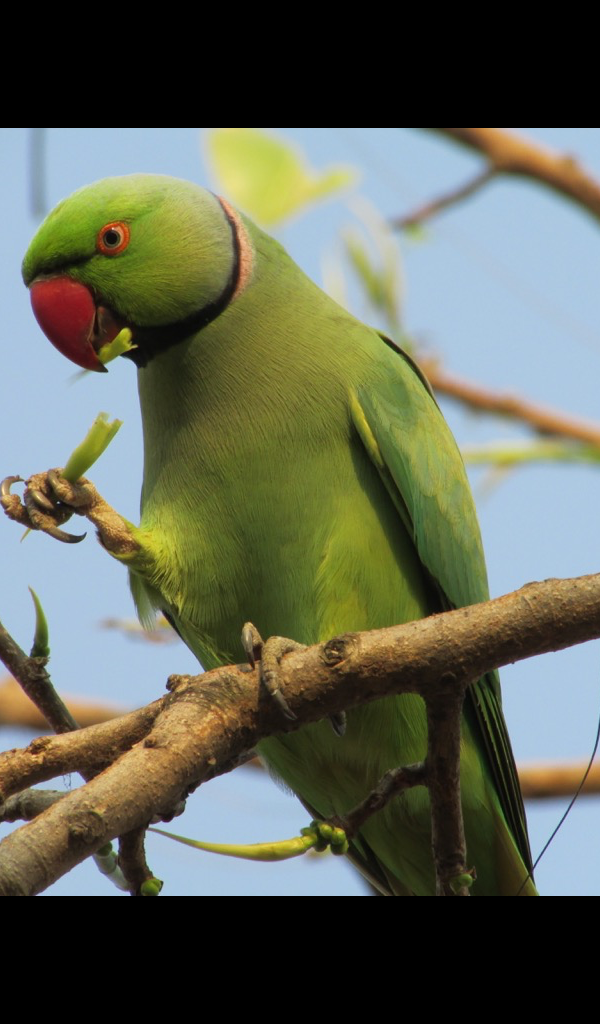 cute parakeet Wallpaper -- HD Wallpapers of cute parakeets! - App on ...