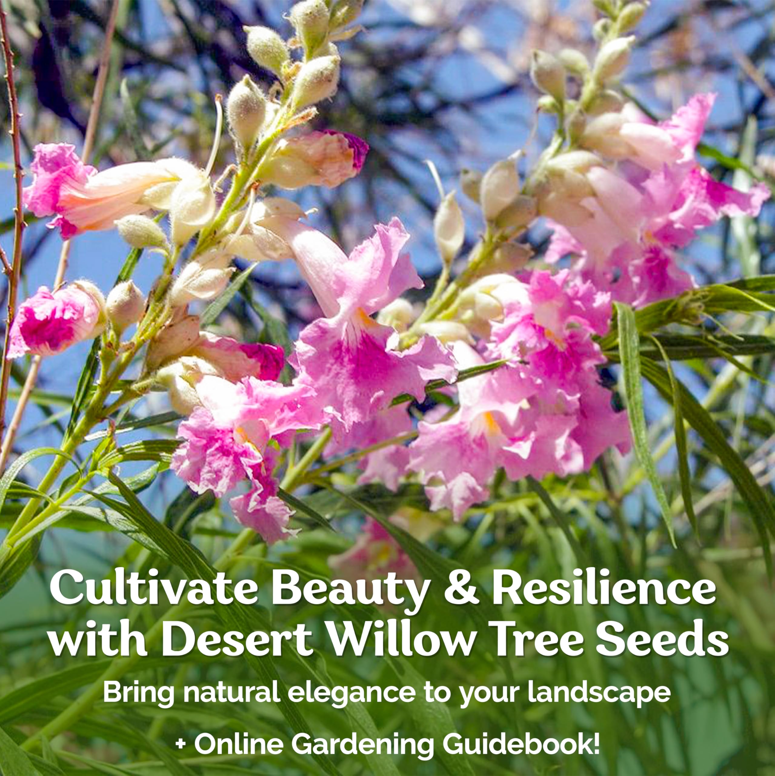 Willow Tolerant Plants Willow Desert – Texas Tree Farms