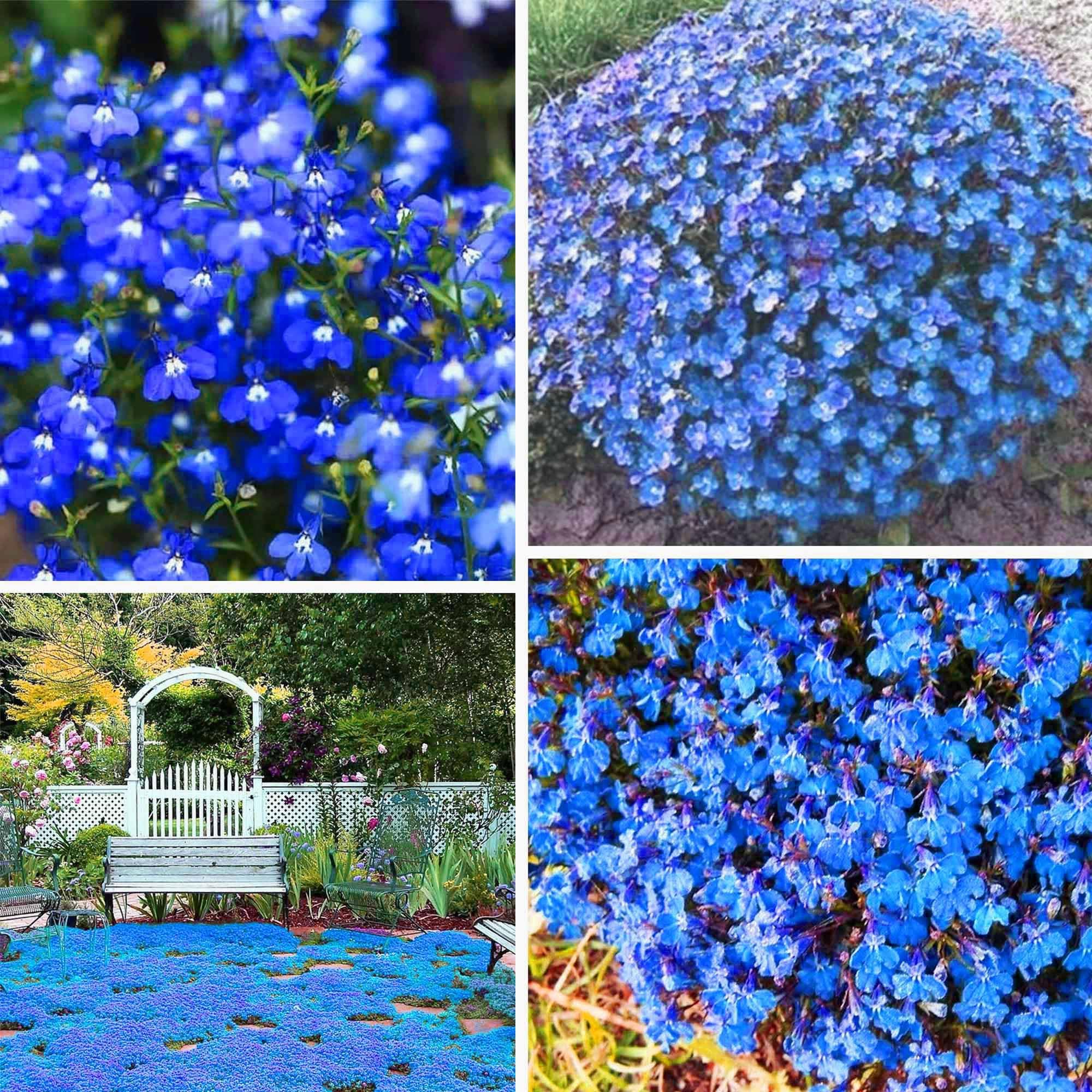 Amazon.com : Dichmag 15000 Blue Creeping Thyme Seeds for Planting Non ...