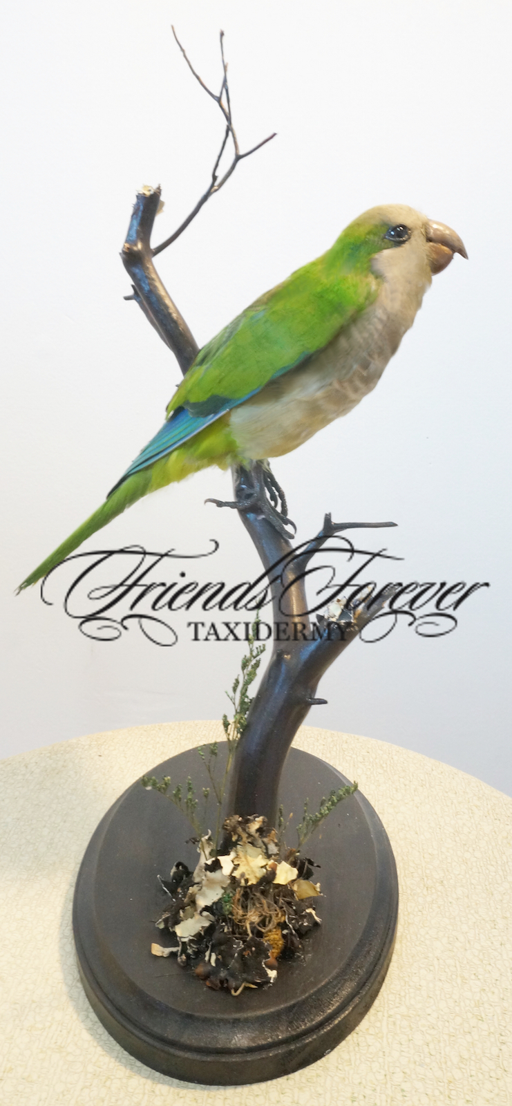 Amazon.com: Divya Anantharaman: books, biography, latest update